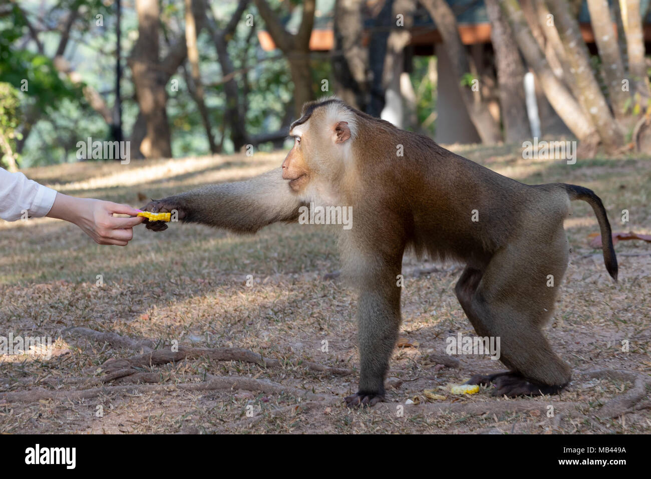 Monkey in the park being fed Stock Photo - Alamy