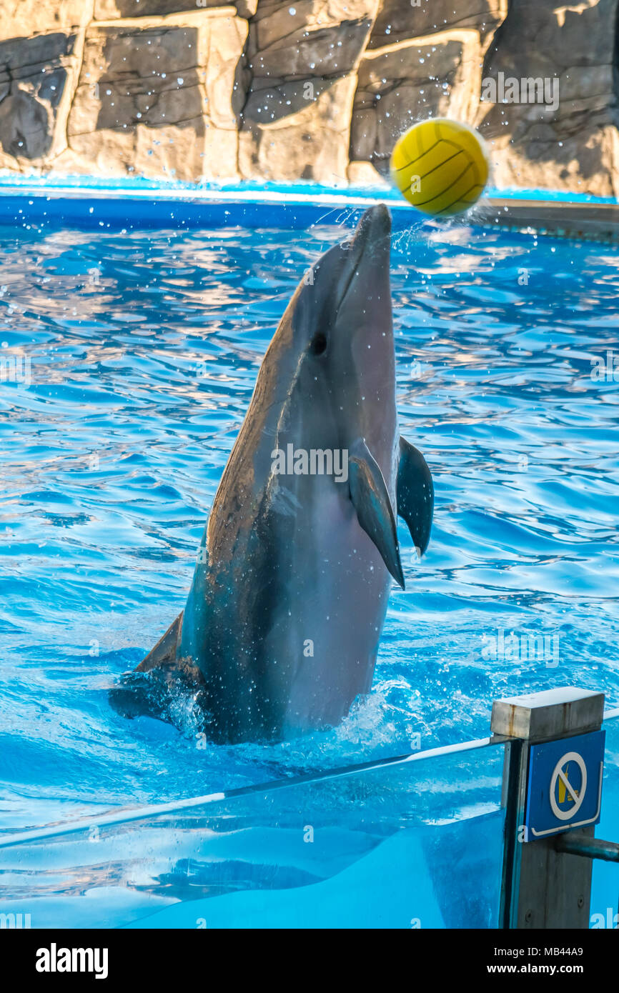 Batumi dolphinarium hi-res stock photography and images - Alamy