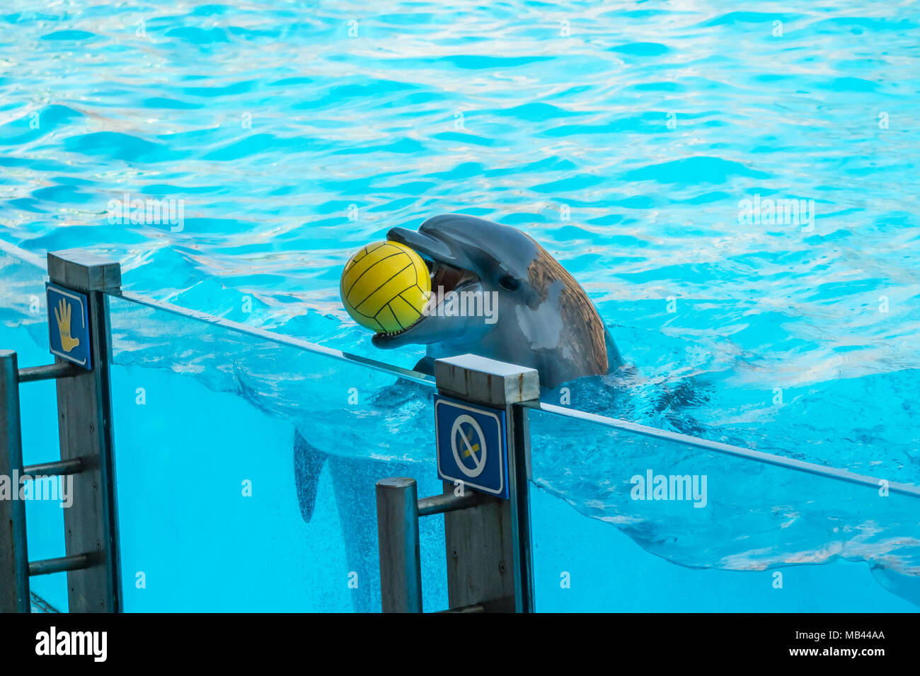 Batumi dolphinarium hi-res stock photography and images - Alamy