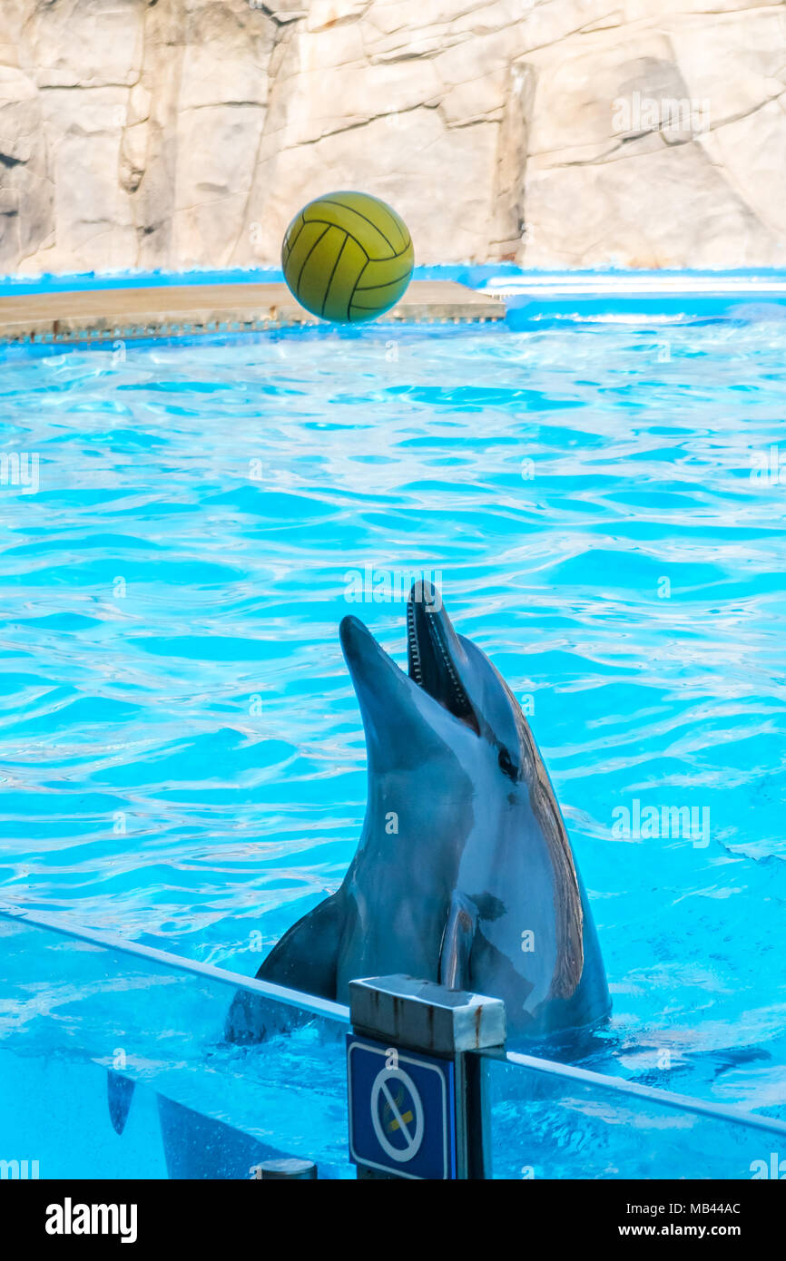 Georgia aquarium dolphins hi-res stock photography and images - Alamy