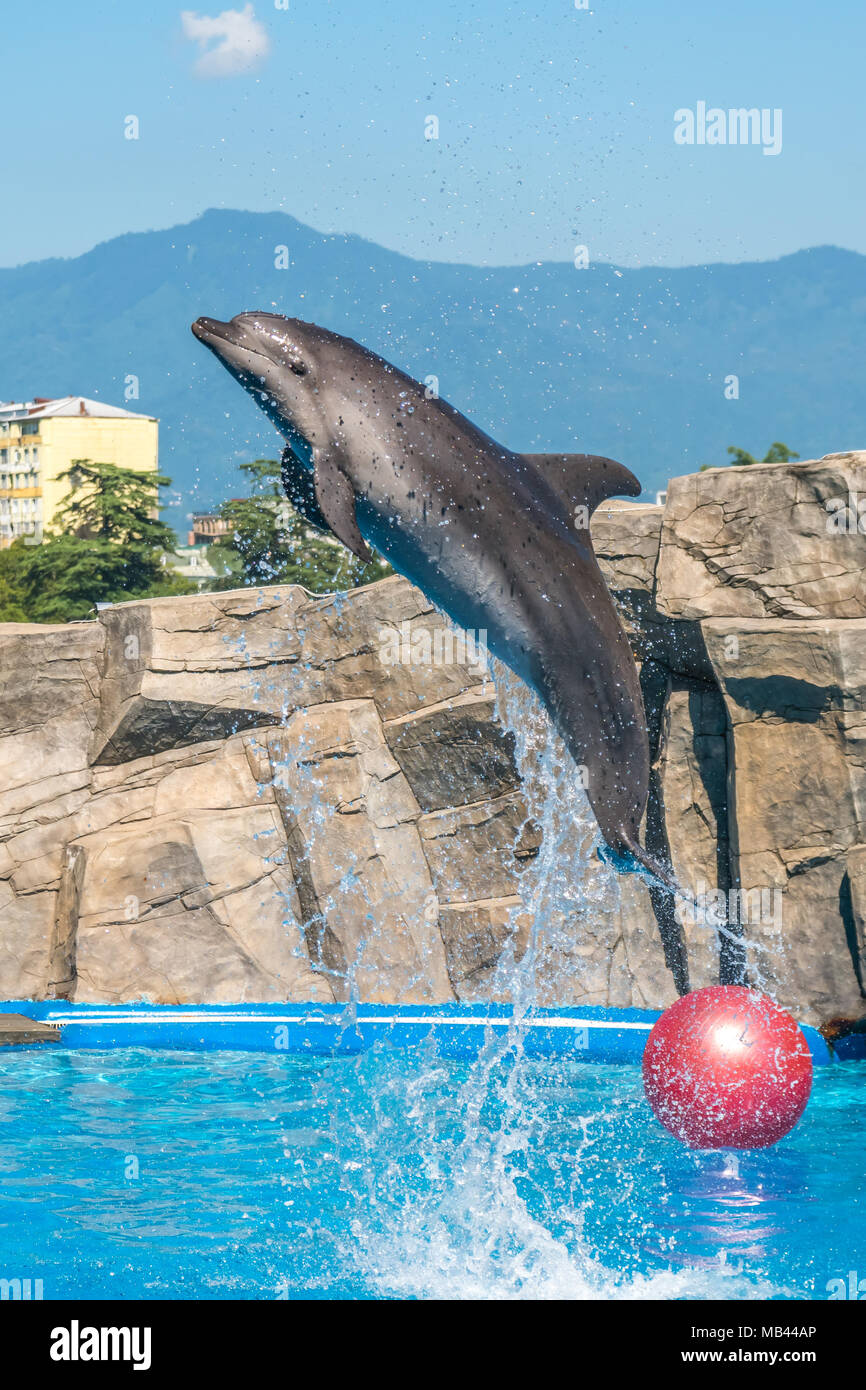 Batumi dolphinarium hi-res stock photography and images - Alamy