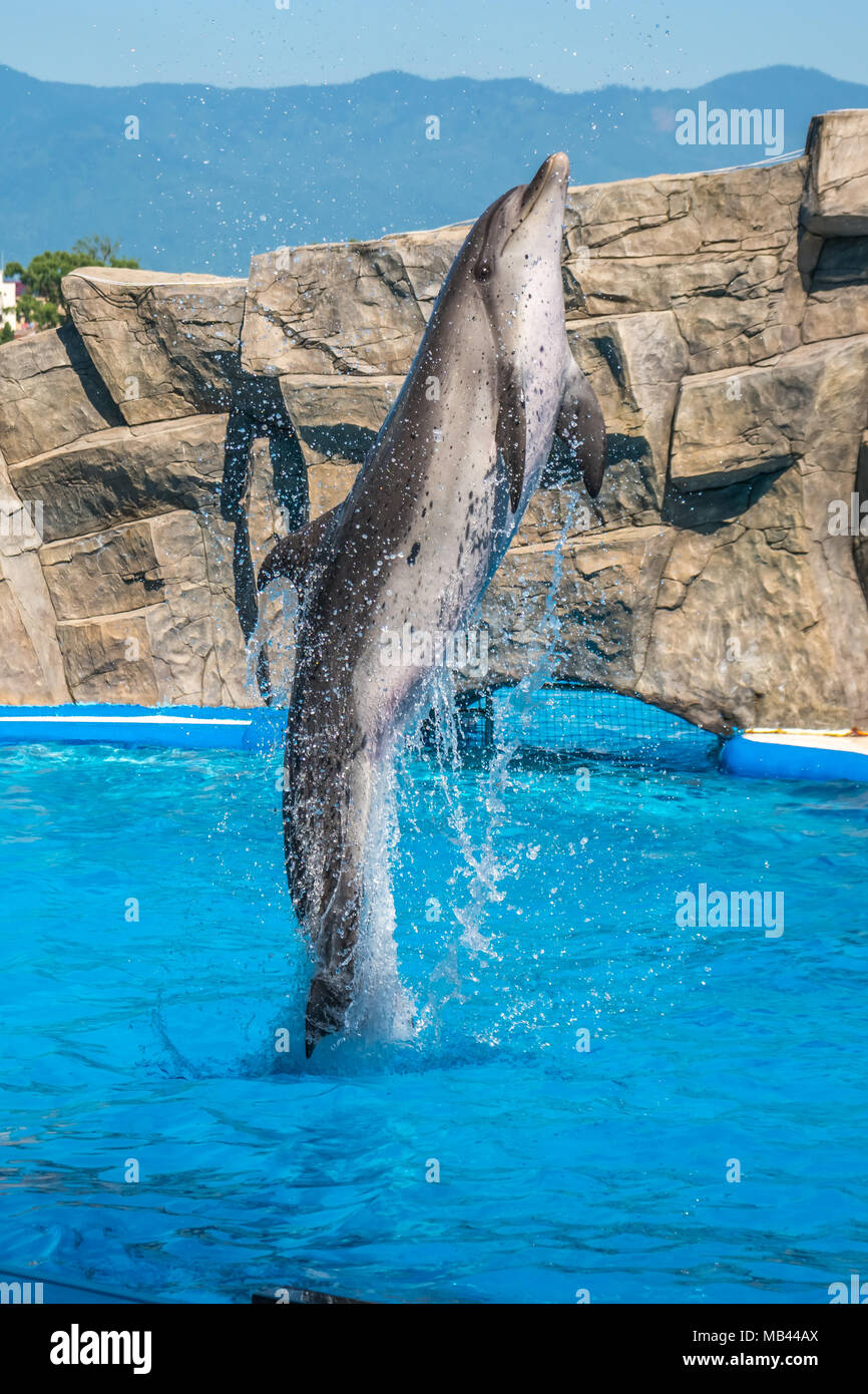 Batumi dolphinarium hi-res stock photography and images - Alamy