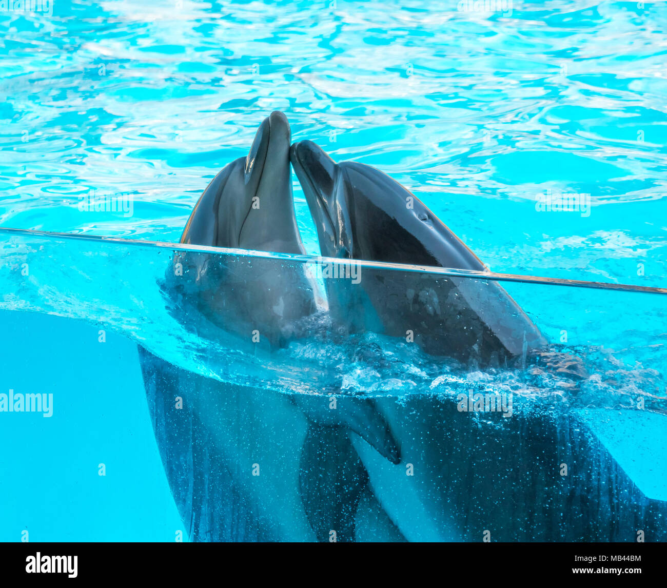 Georgia aquarium dolphins hi-res stock photography and images - Alamy