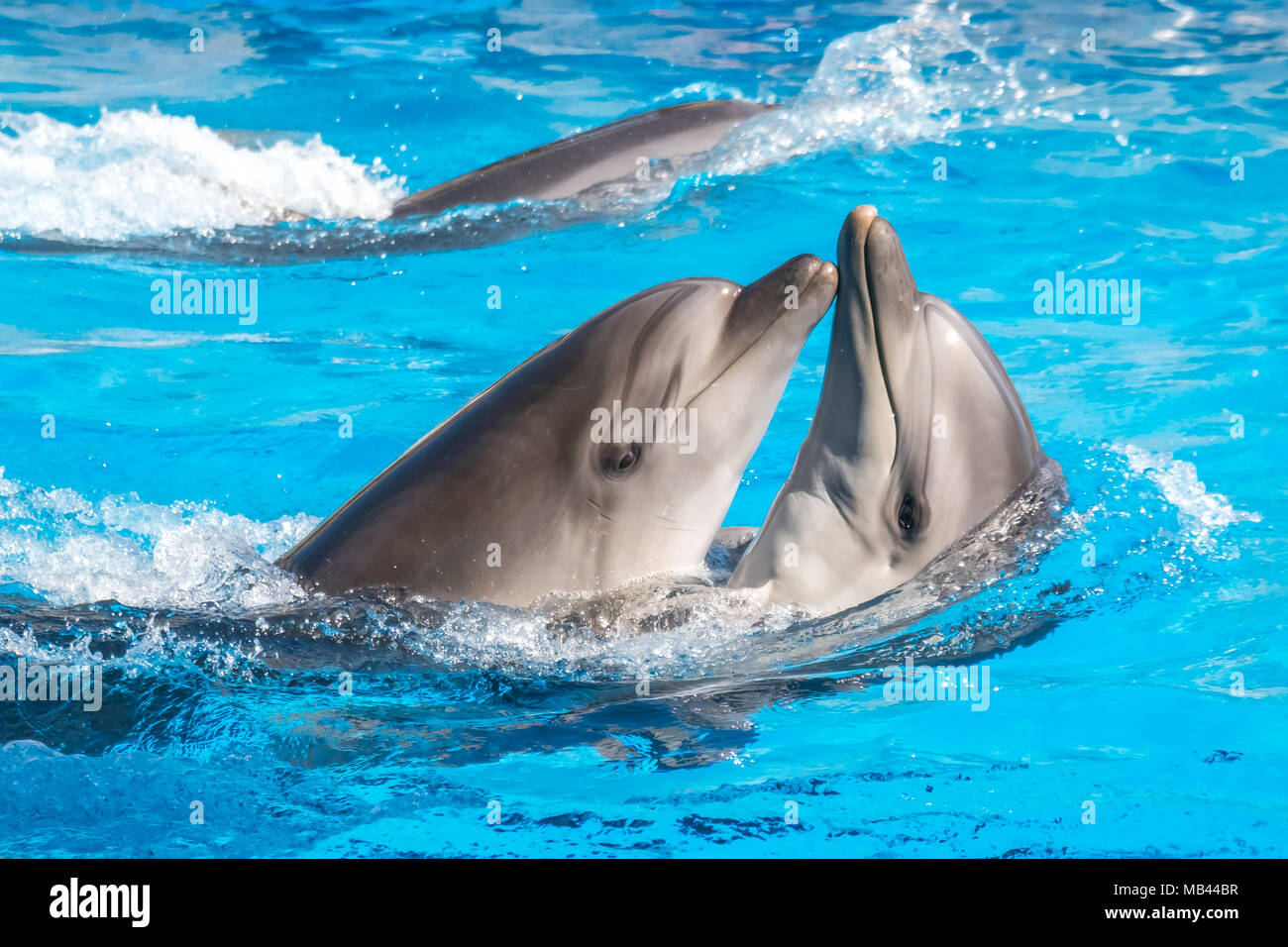 Batumi dolphinarium hi-res stock photography and images - Alamy