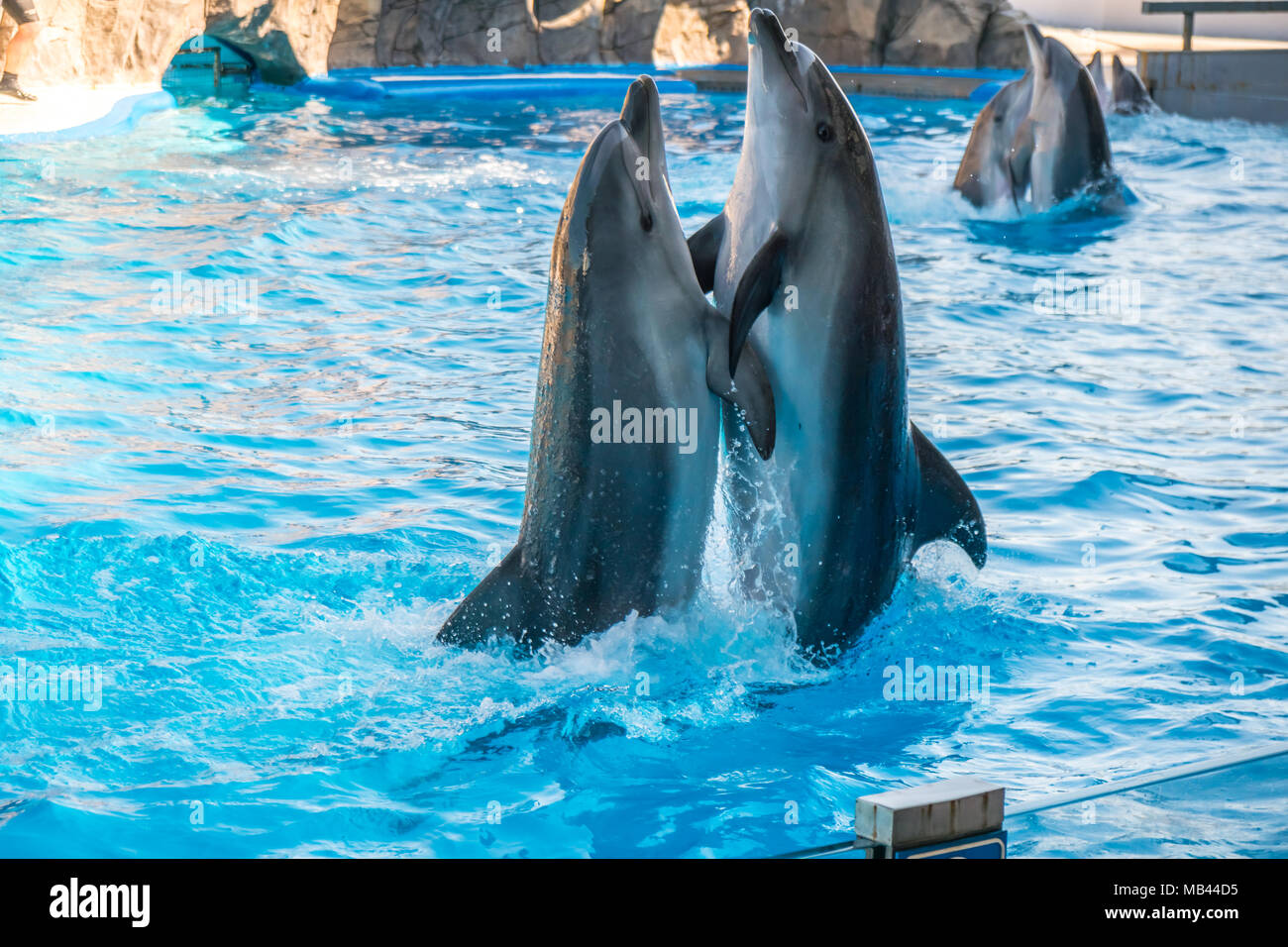 a cute dolphins during a speech at the dolphinarium, Batumi, Georgia ...