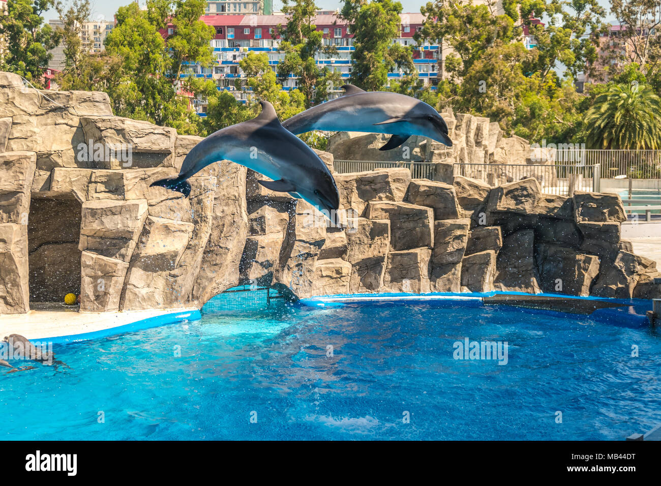 a cute dolphins during a speech at the dolphinarium, Batumi, Georgia ...