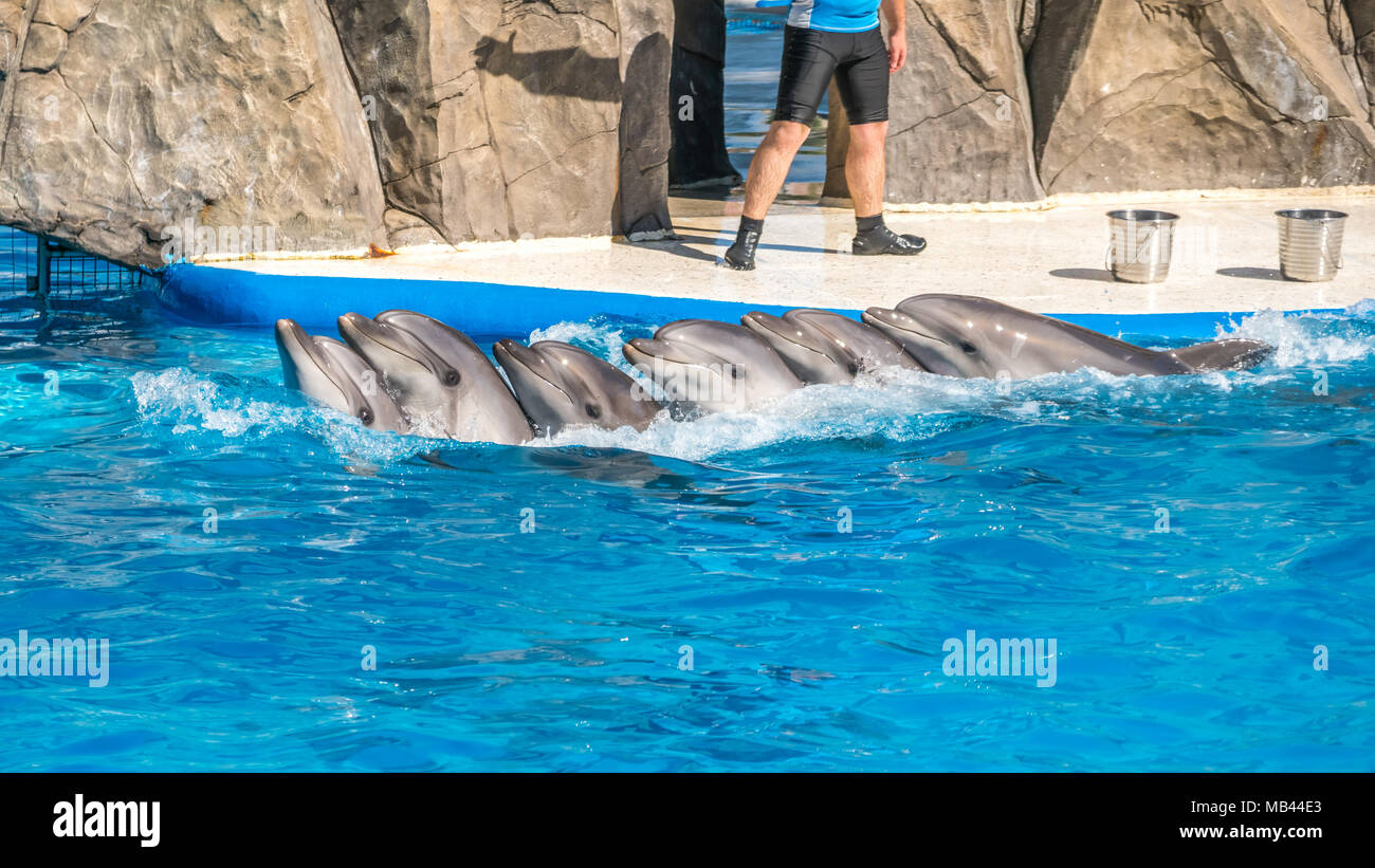 a cute dolphins during a speech at the dolphinarium, Batumi, Georgia ...