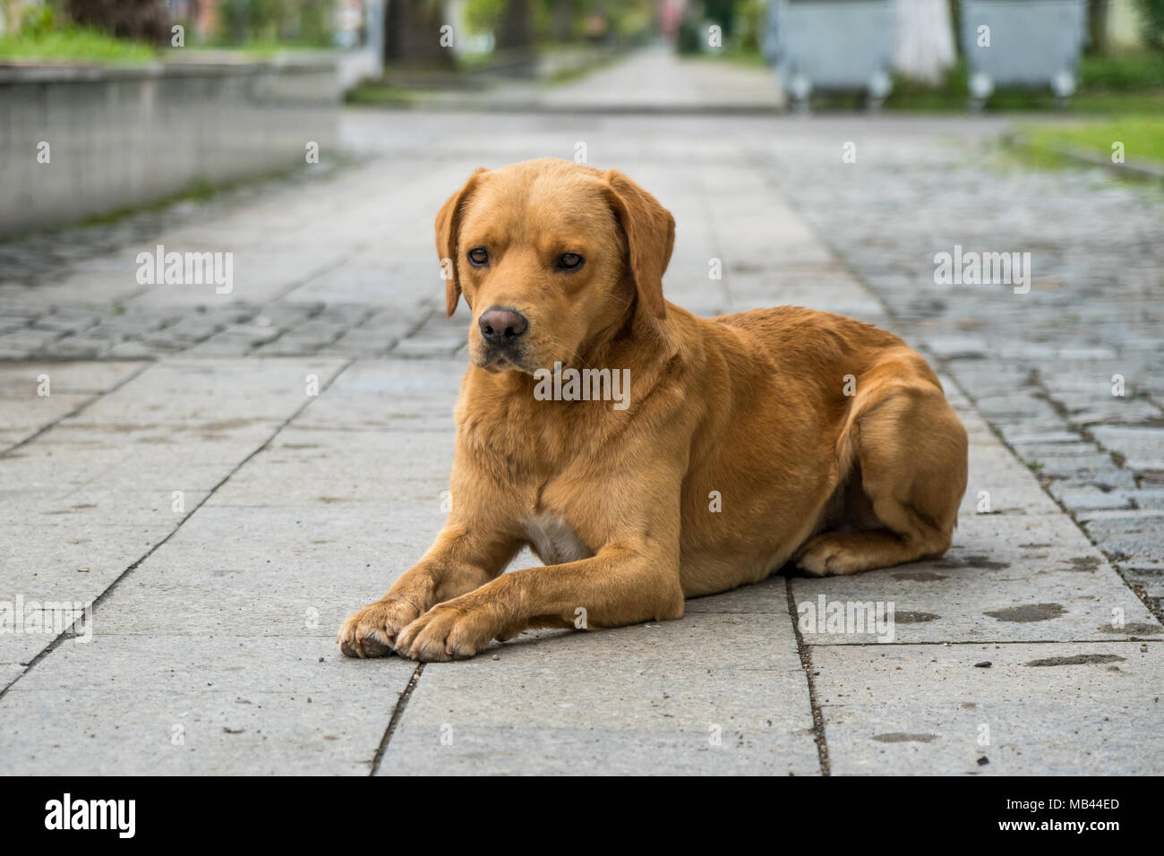 portraits of an brown fur homeless dog on city pathway floor Stock ...