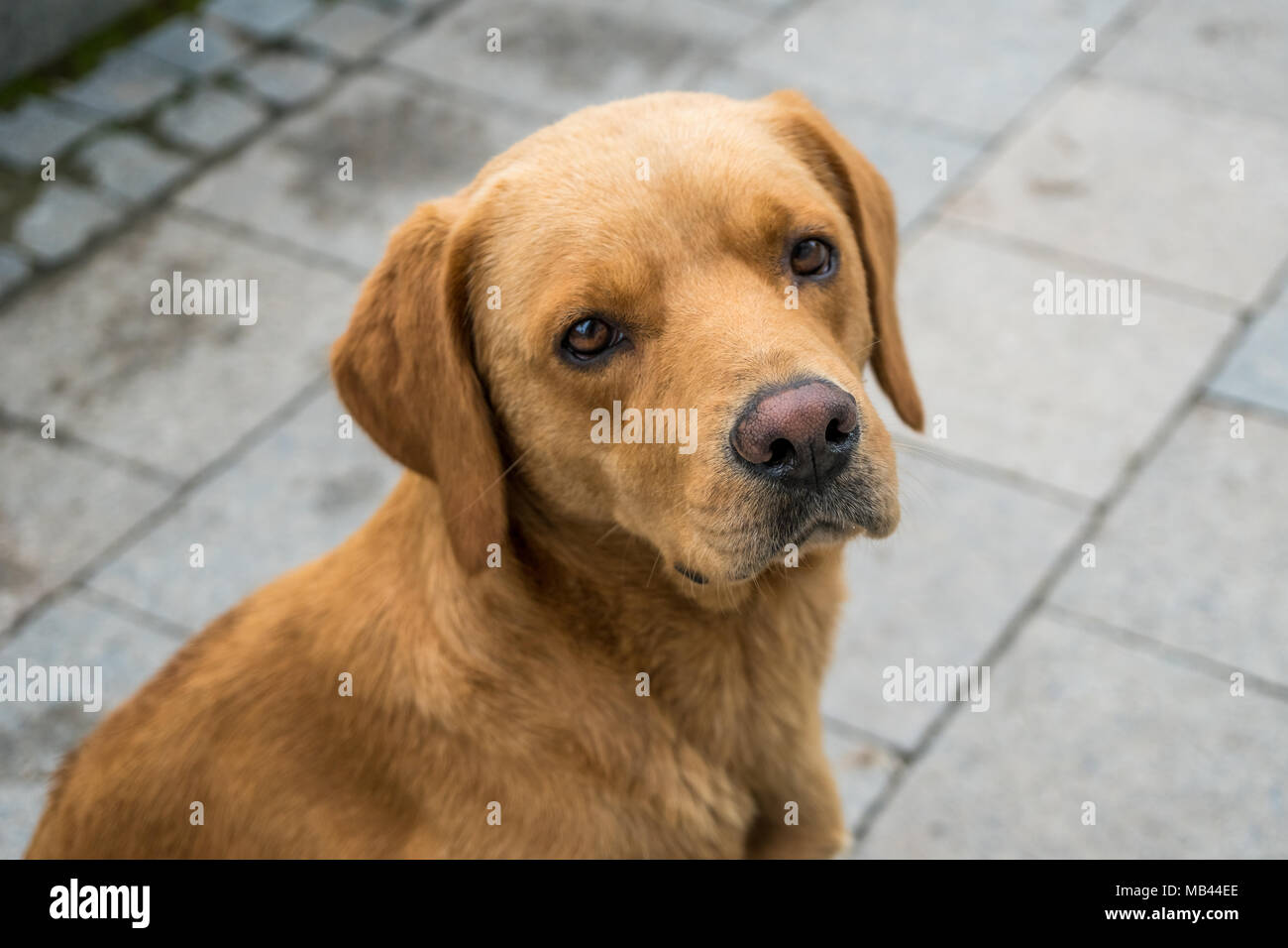 portraits of an brown fur homeless dog on city pathway floor Stock ...