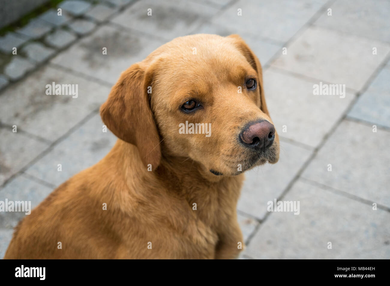 portraits of an brown fur homeless dog on city pathway floor Stock ...
