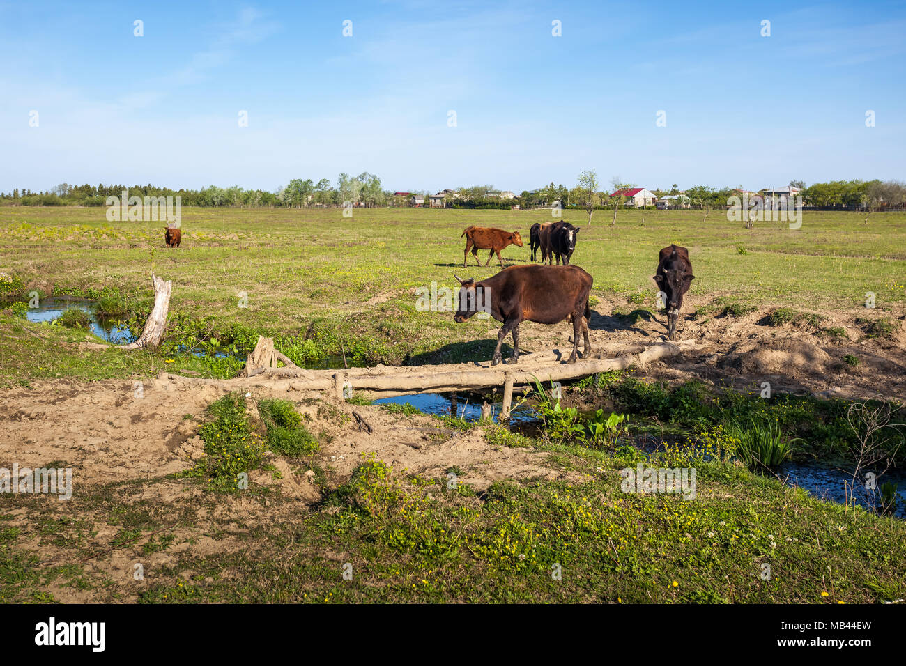 Dairy cows bridge hi-res stock photography and images - Alamy