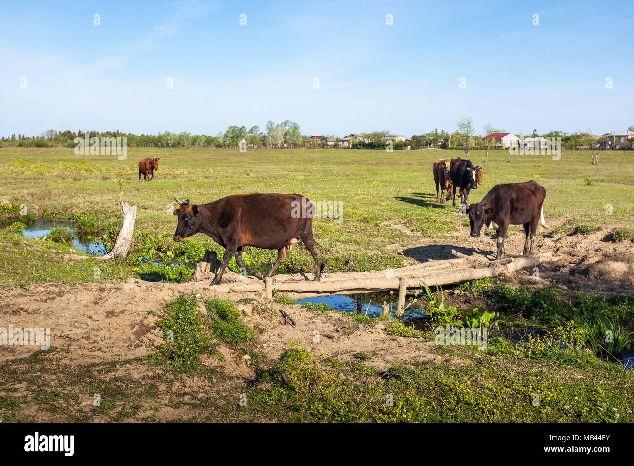 Cows cross a wooden bridge on a small river Stock Photo - Alamy