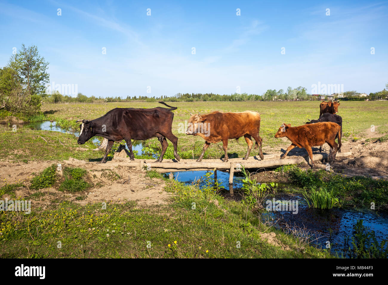 Dairy cows bridge hi-res stock photography and images - Alamy