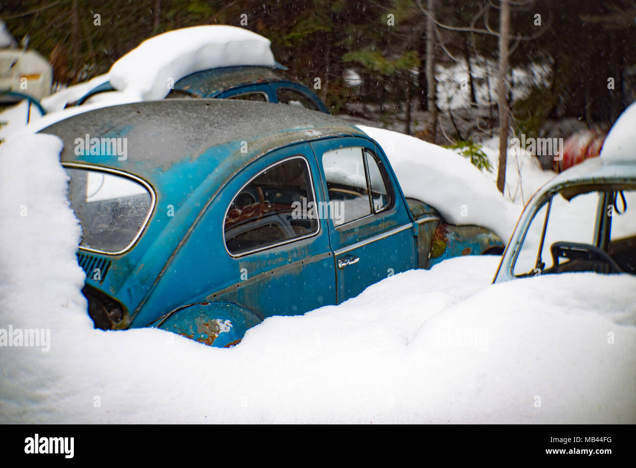 A blue 1964 Volkswagen Beetle, burried in the snow, in a wooded area ...