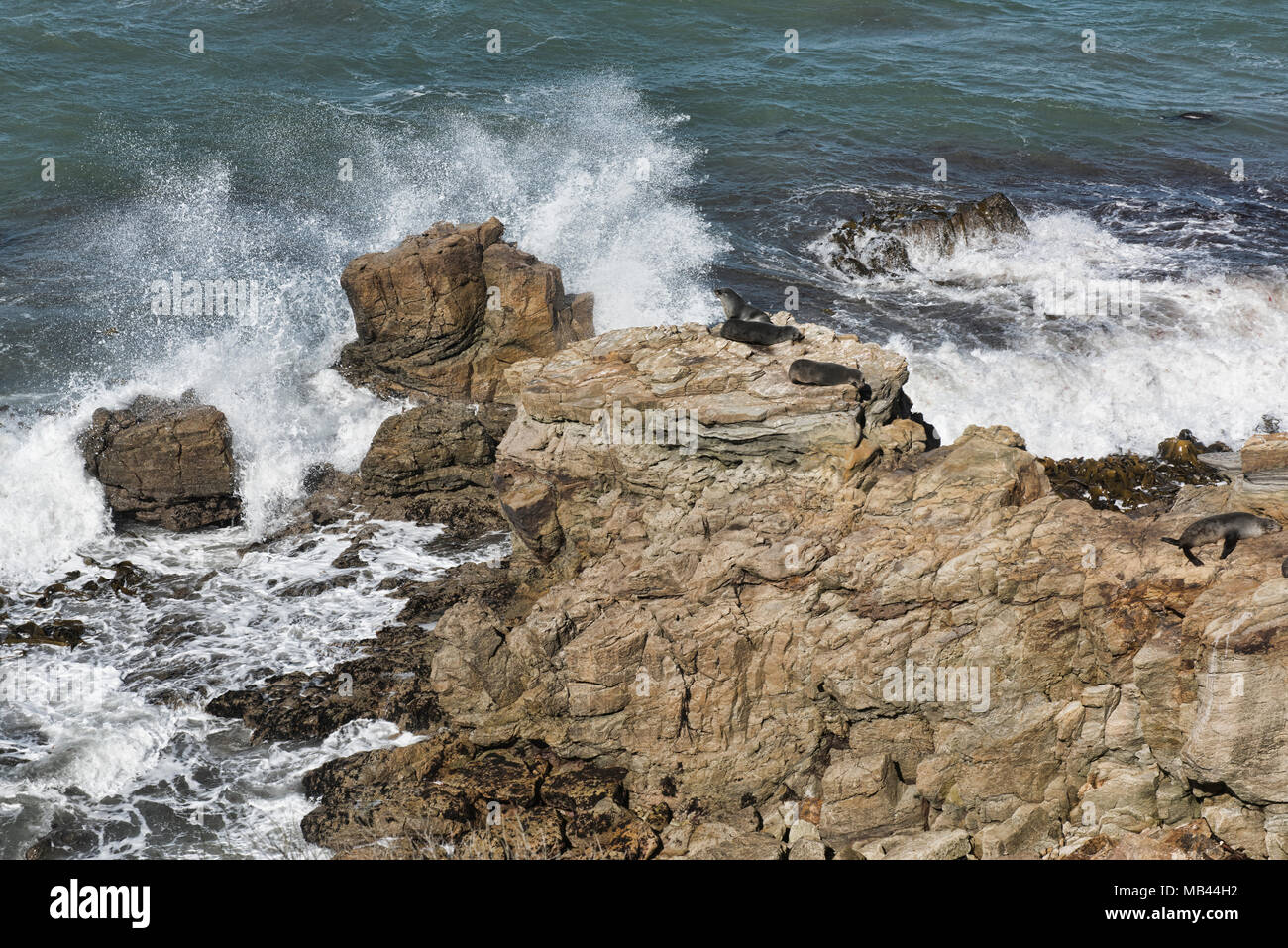 Fur seals on the cliffs at Shag Point, Otago, New Zealand Stock Photo ...