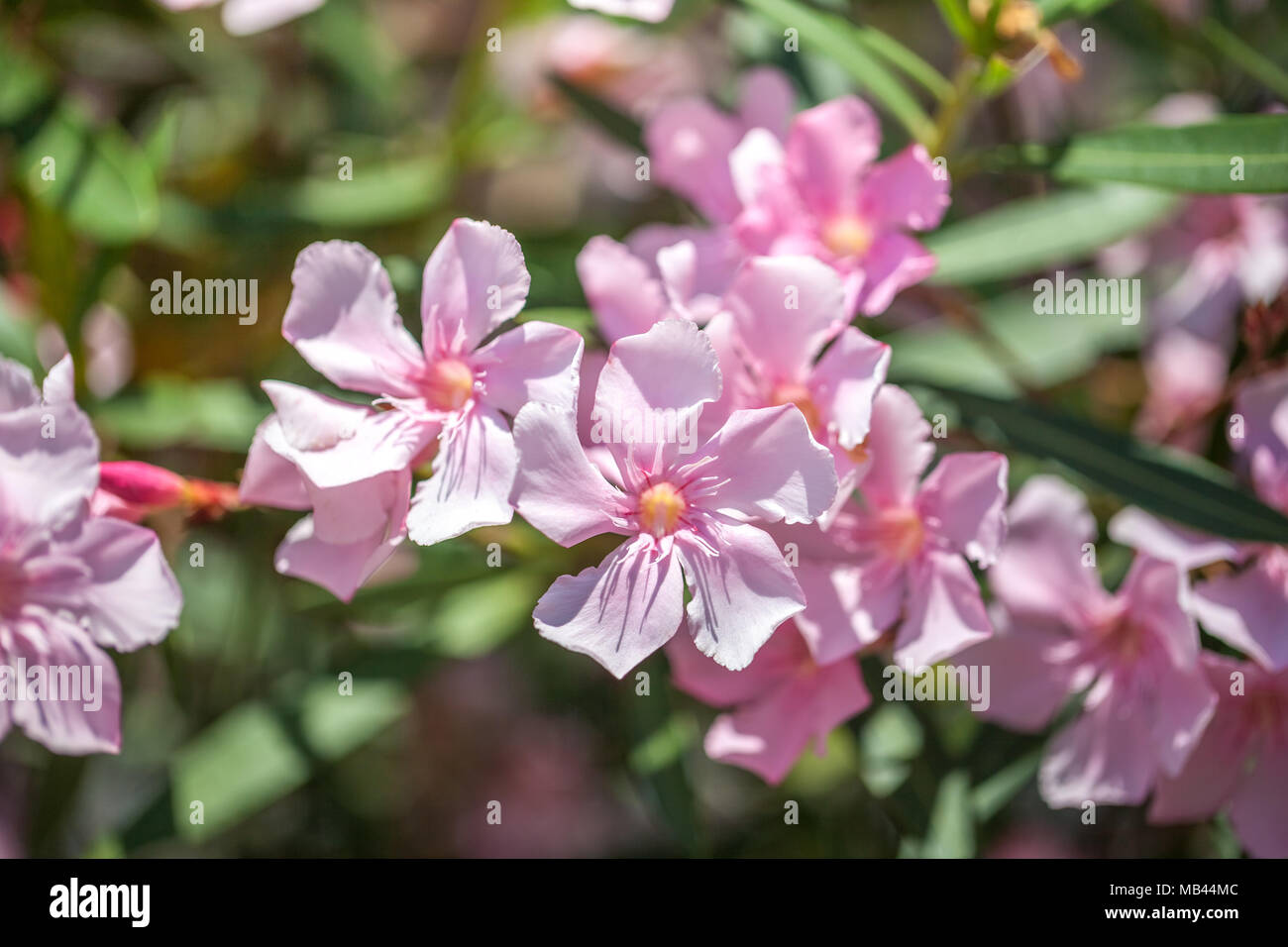 Close up soft pink sweet oleander flower. Sweet Oleander blooming Stock ...