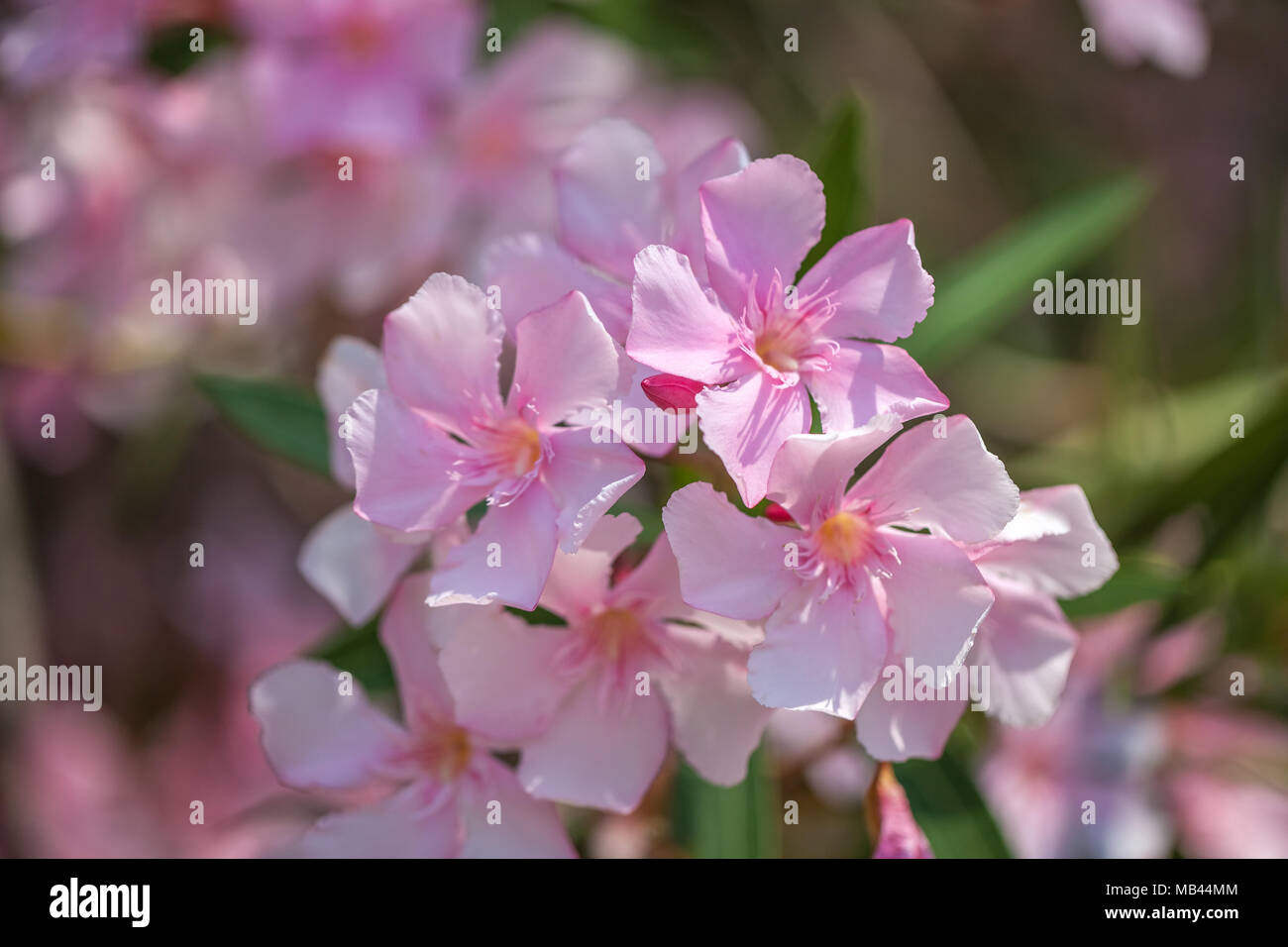 Close up soft pink sweet oleander flower. Sweet Oleander blooming Stock ...