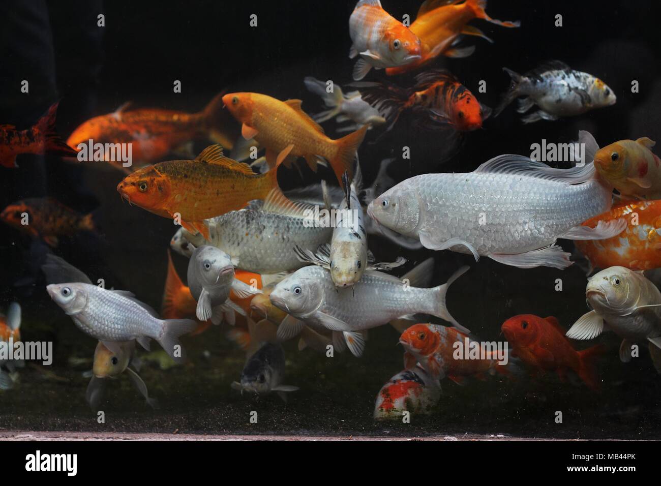 Orange and white Japanese koi fish (Cyprinus rubrofuscus Stock Photo ...