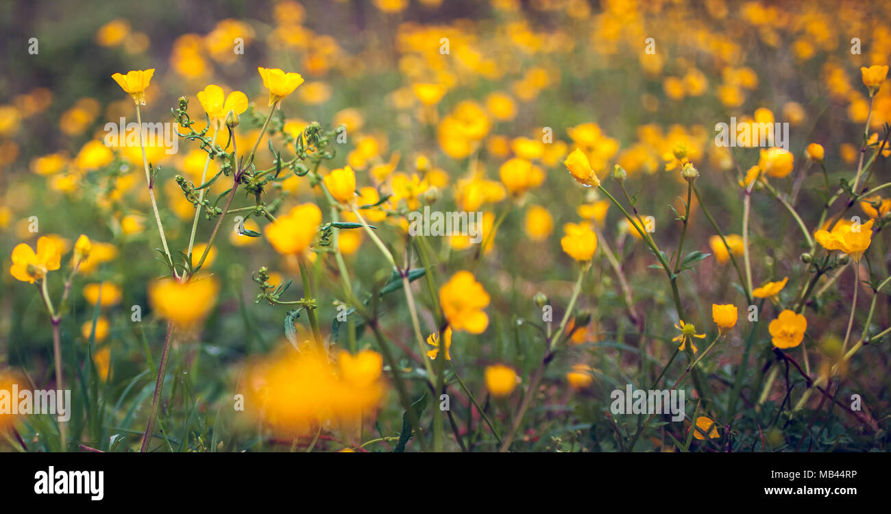 blooming flower in spring, buttercup, crowfoot, ranunculus Stock Photo ...