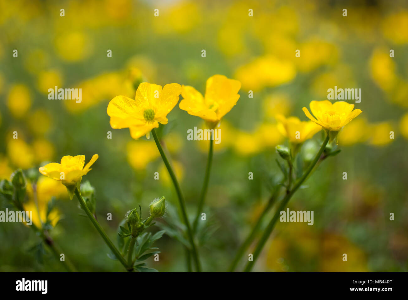 blooming flower in spring, buttercup, crowfoot, ranunculus Stock Photo ...