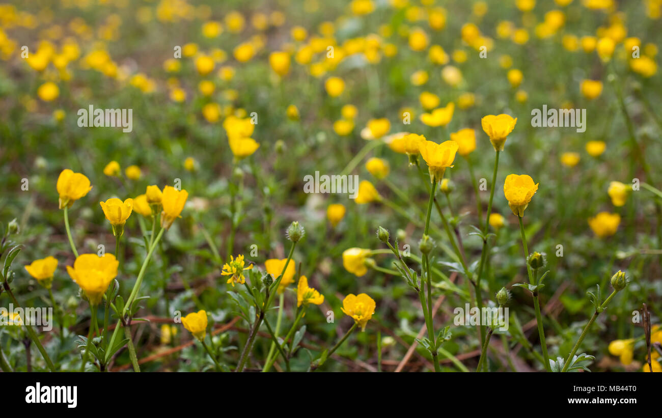 blooming flower in spring, buttercup, crowfoot, ranunculus Stock Photo ...