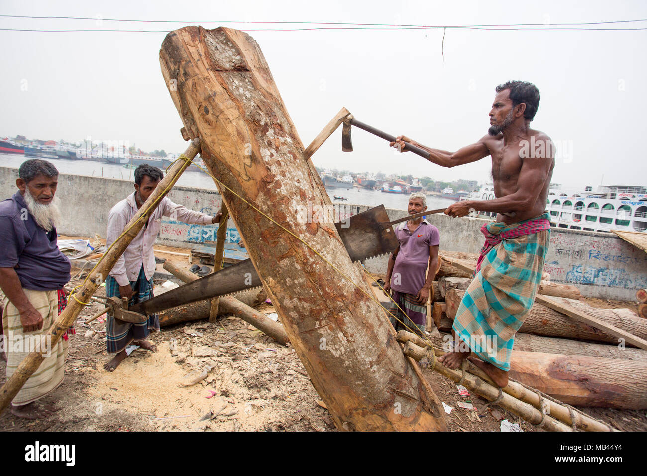 Laborers are use a big Cross-cut saw to cut a large mango tree at ...