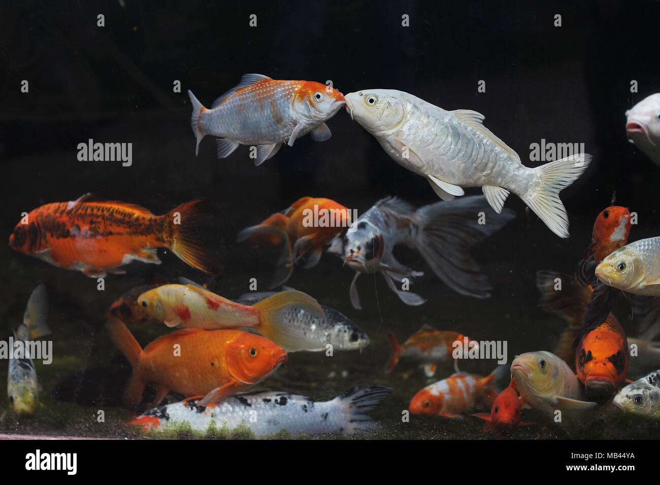 Coldwater tank hi-res stock photography and images - Alamy