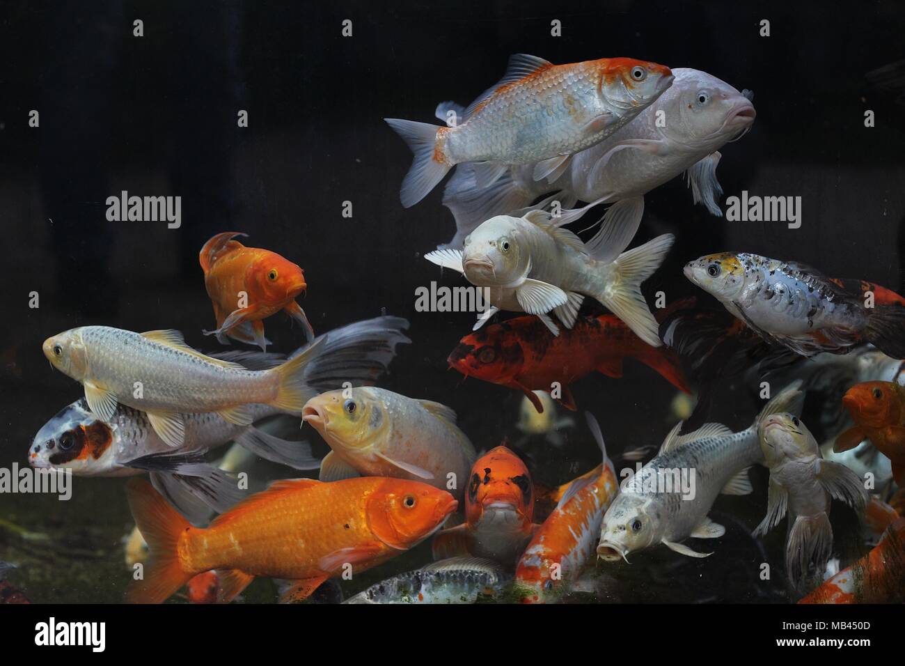 Orange and white Japanese koi fish (Cyprinus rubrofuscus Stock Photo ...