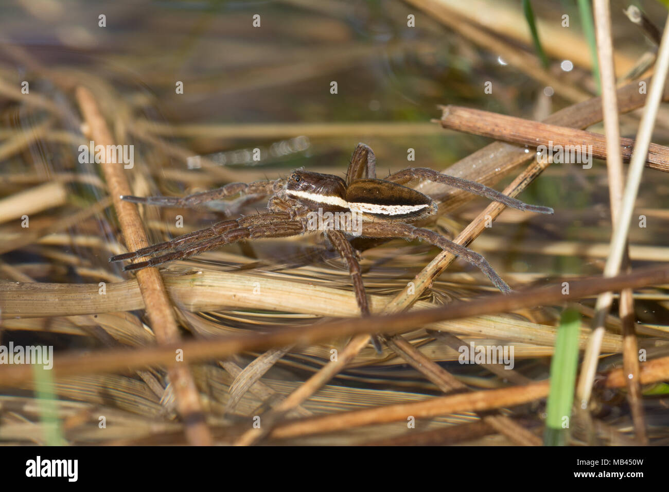 Raft spider (Dolomedes plantarius), Surrey, UK Stock Photo - Alamy