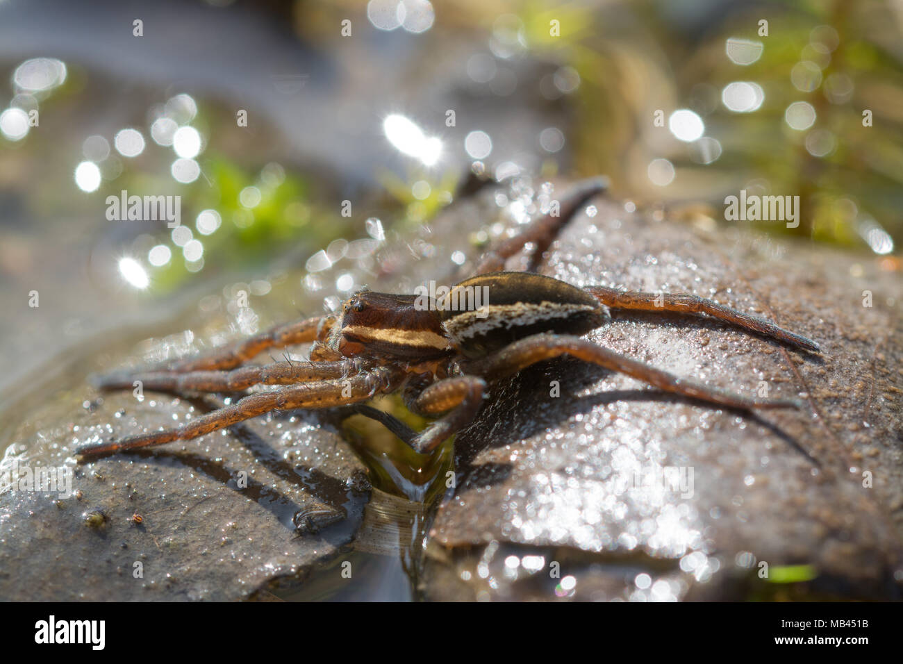 Raft spider uk hi-res stock photography and images - Alamy