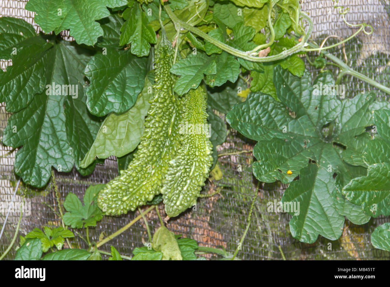 bitter cucumbers in the organic garden plant Stock Photo - Alamy