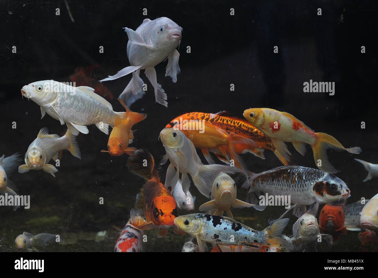 Cyprinus carpio haematopterus hi-res stock photography and images - Alamy