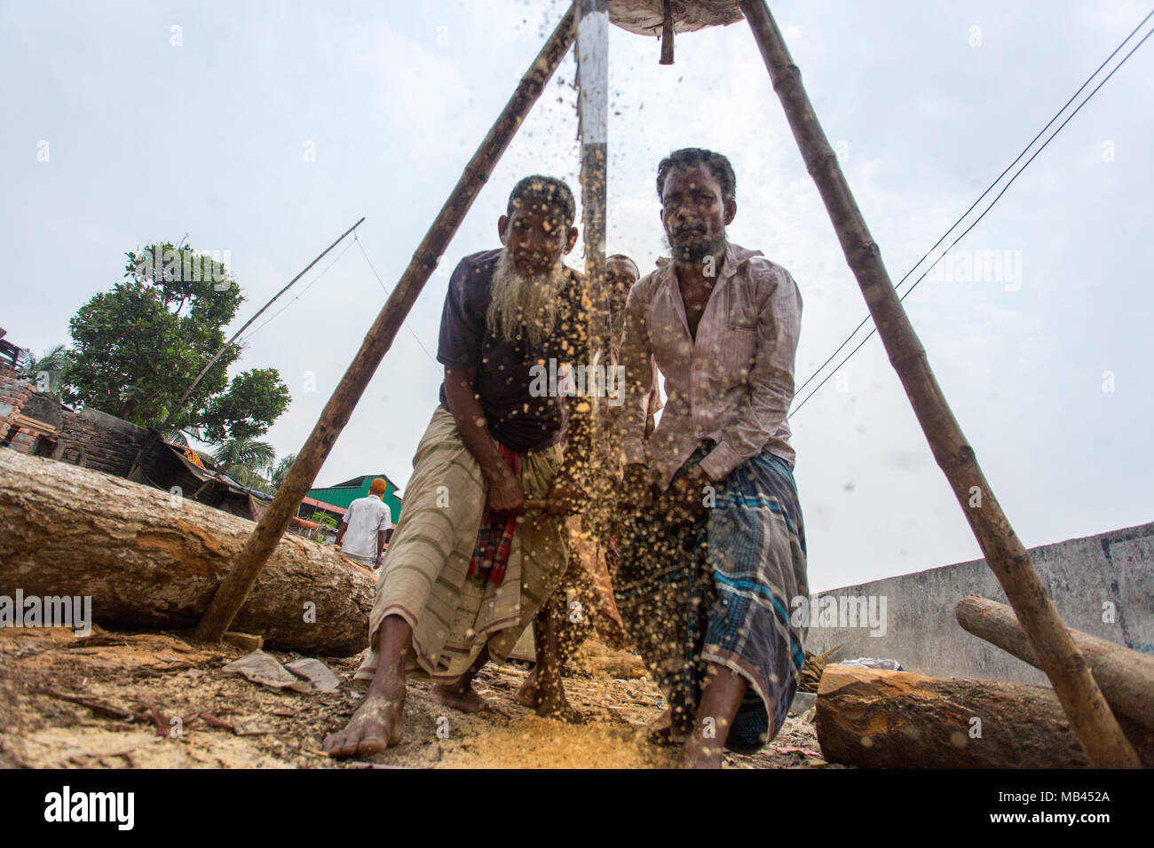 Laborers are use a big Cross-cut saw to cut a large mango tree at ...