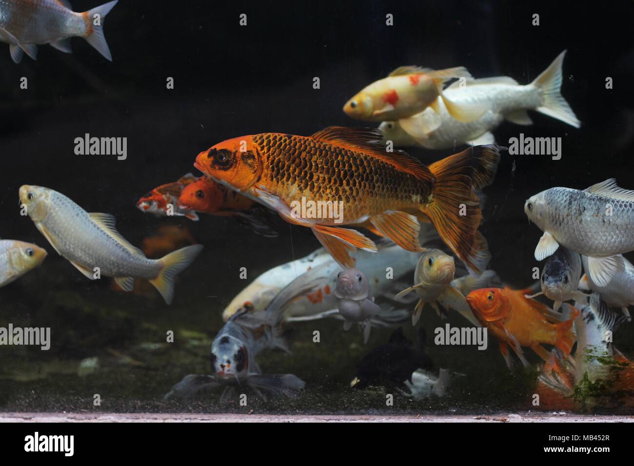 Orange and white Japanese koi fish (Cyprinus rubrofuscus Stock Photo ...