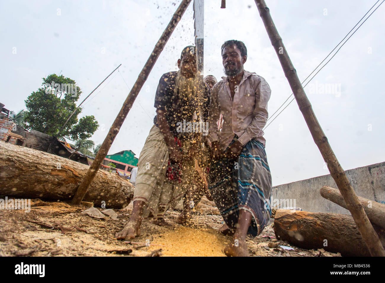 Laborers are use a big Cross-cut saw to cut a large mango tree at ...