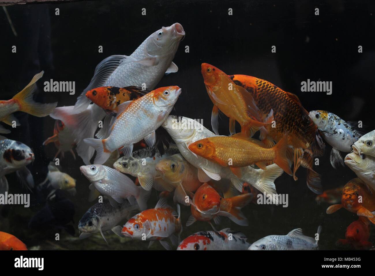 Orange and white Japanese koi fish (Cyprinus rubrofuscus Stock Photo ...