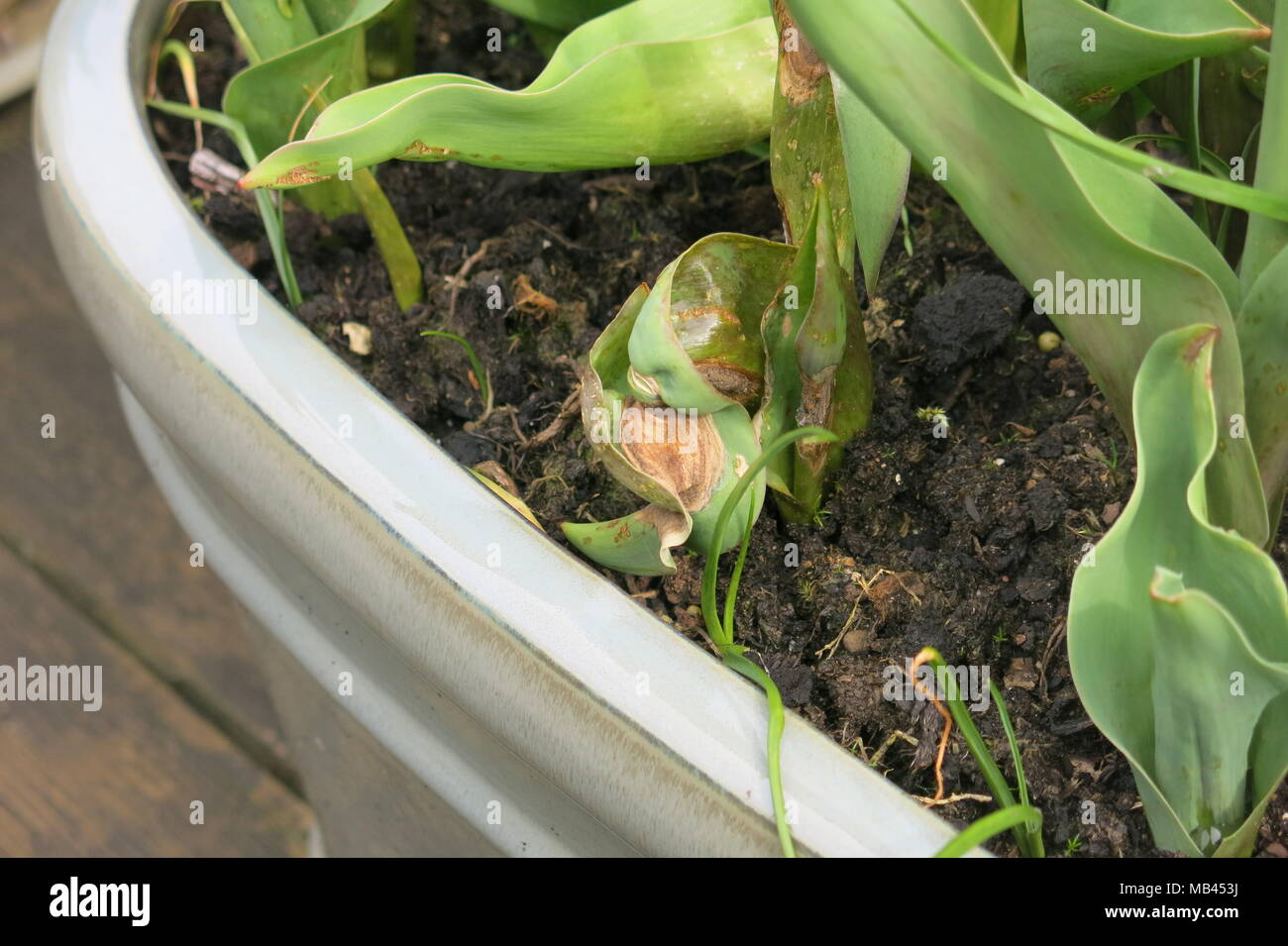 Mottling soil hi-res stock photography and images - Alamy