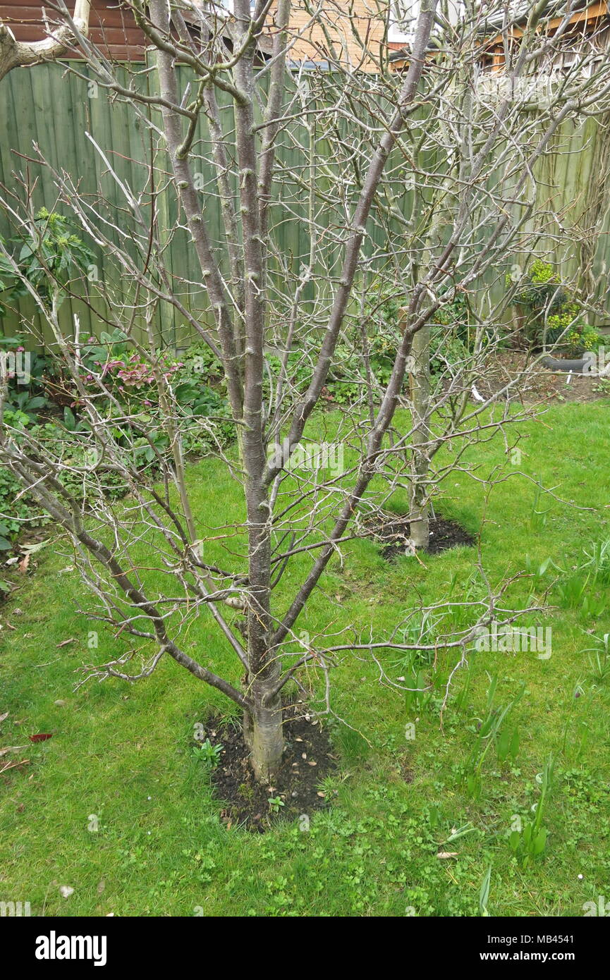 Five columnar, minarette fruit trees don't take up much space in a ...
