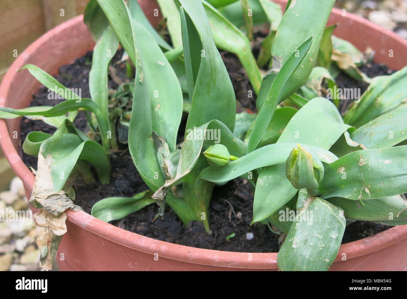 Tulip fire disease: mottled brown spots, shrivelled, scorched & twisted ...