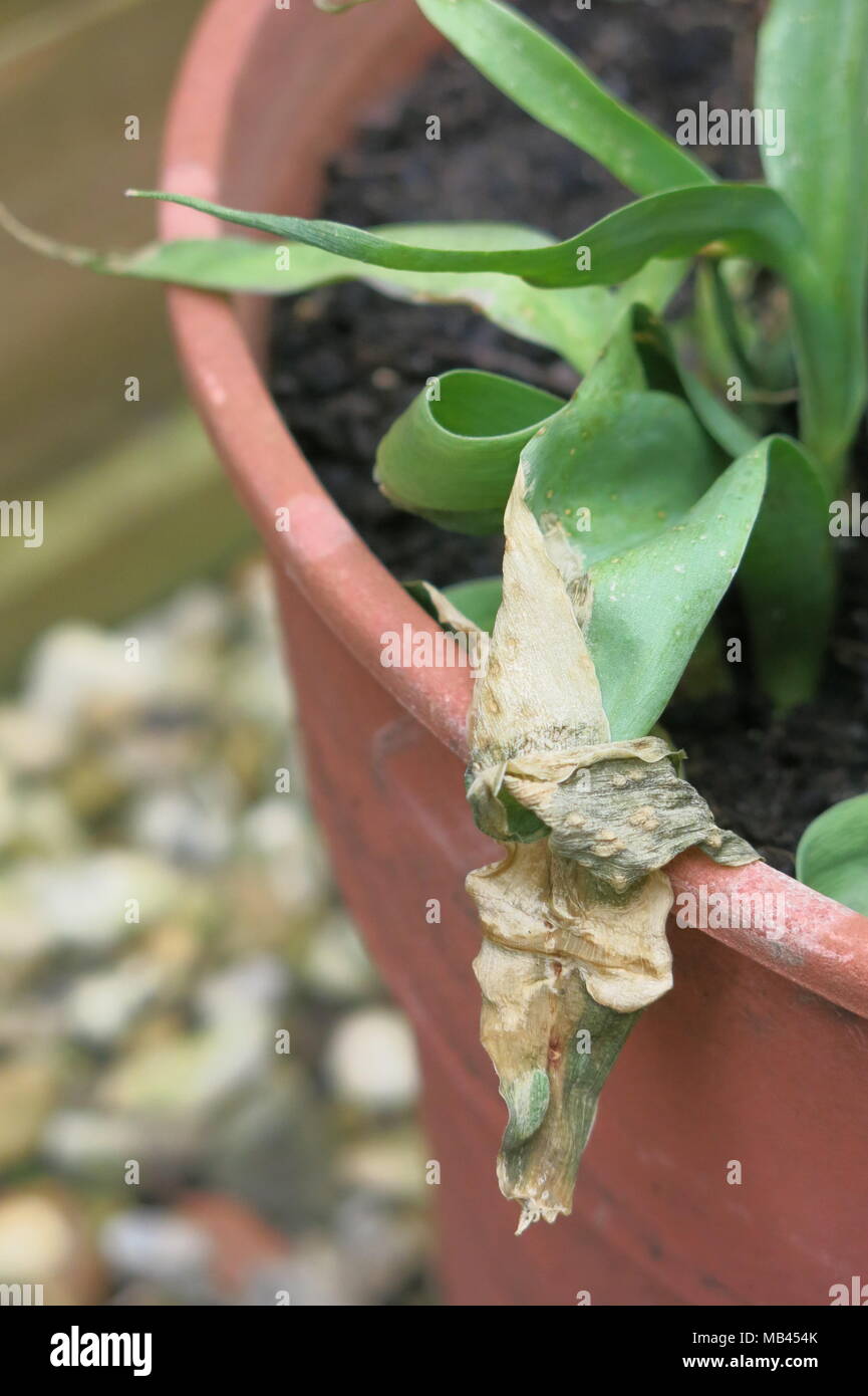 Tulip fire disease: mottled brown spots, shrivelled, scorched & twisted ...