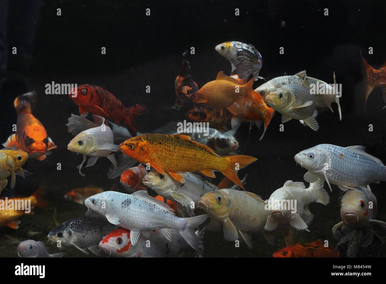 Coldwater tank hi-res stock photography and images - Alamy