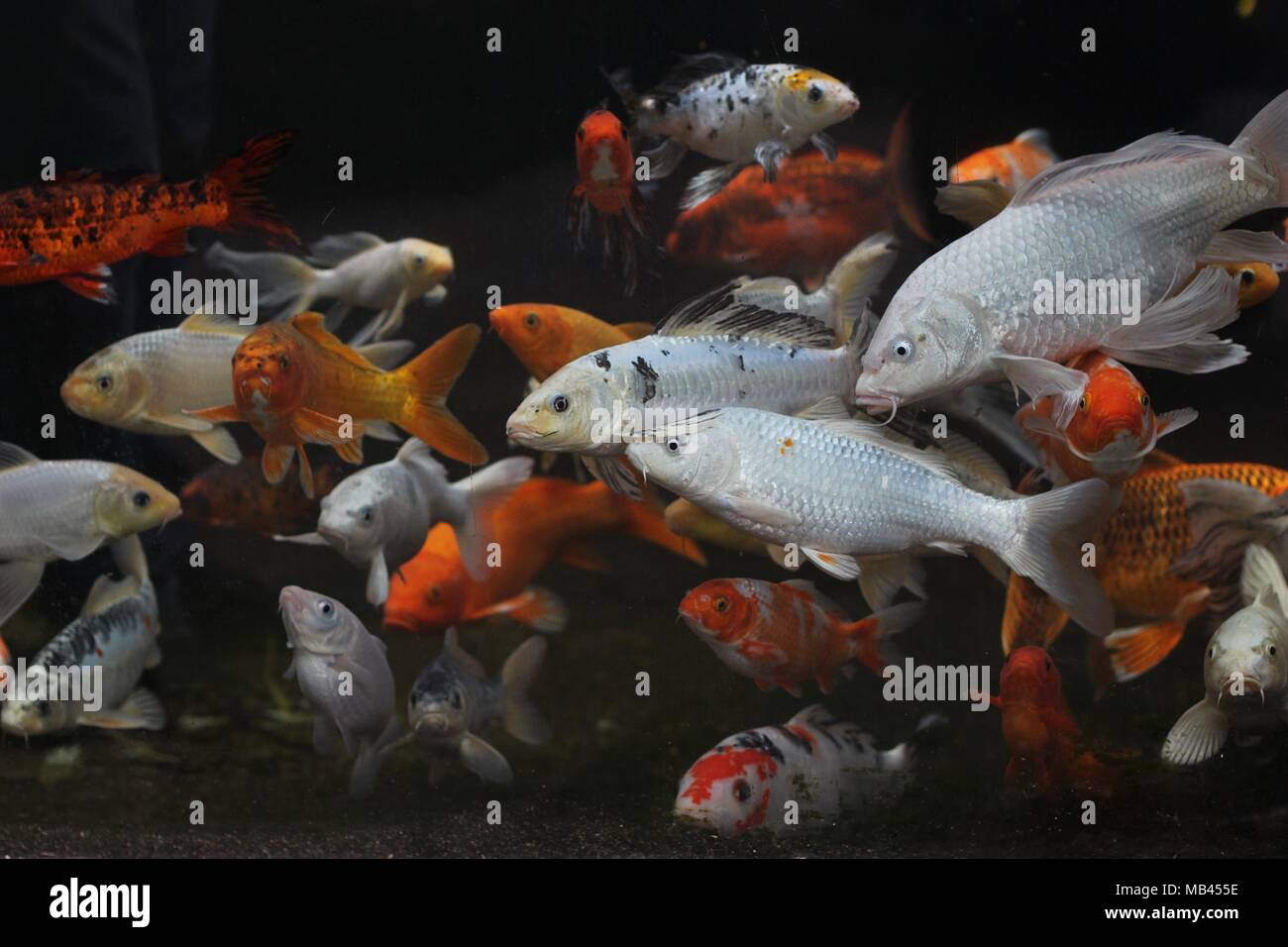 Orange and white Japanese koi fish (Cyprinus rubrofuscus Stock Photo ...