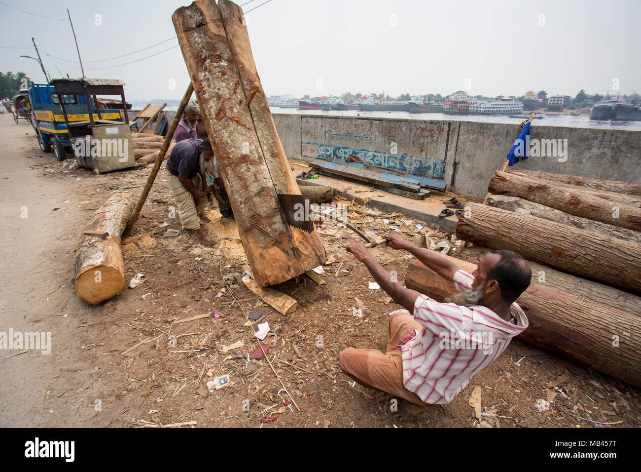 Laborers are use a big Cross-cut saw to cut a large mango tree at ...