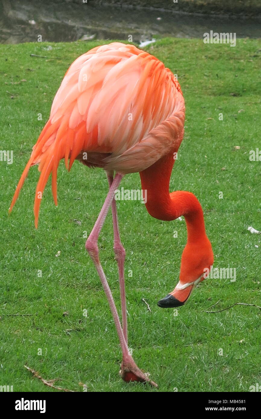 A single, brightly coloured flamingo with its amazingly long neck and ...