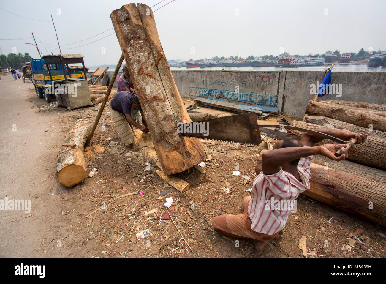 Laborers are use a big Cross-cut saw to cut a large mango tree at ...