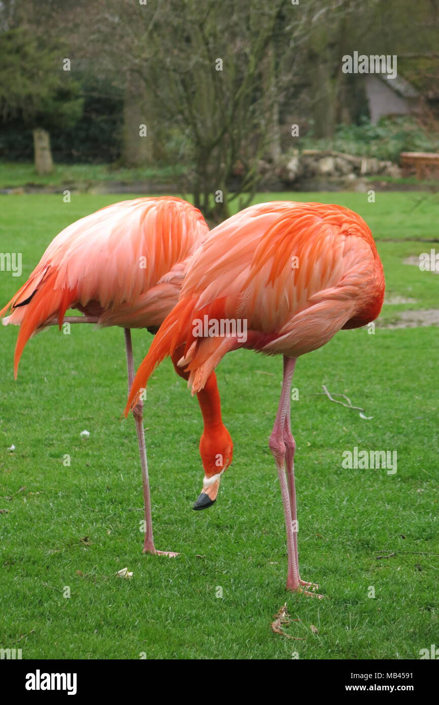 Flame coloured are his wings hi-res stock photography and images - Alamy