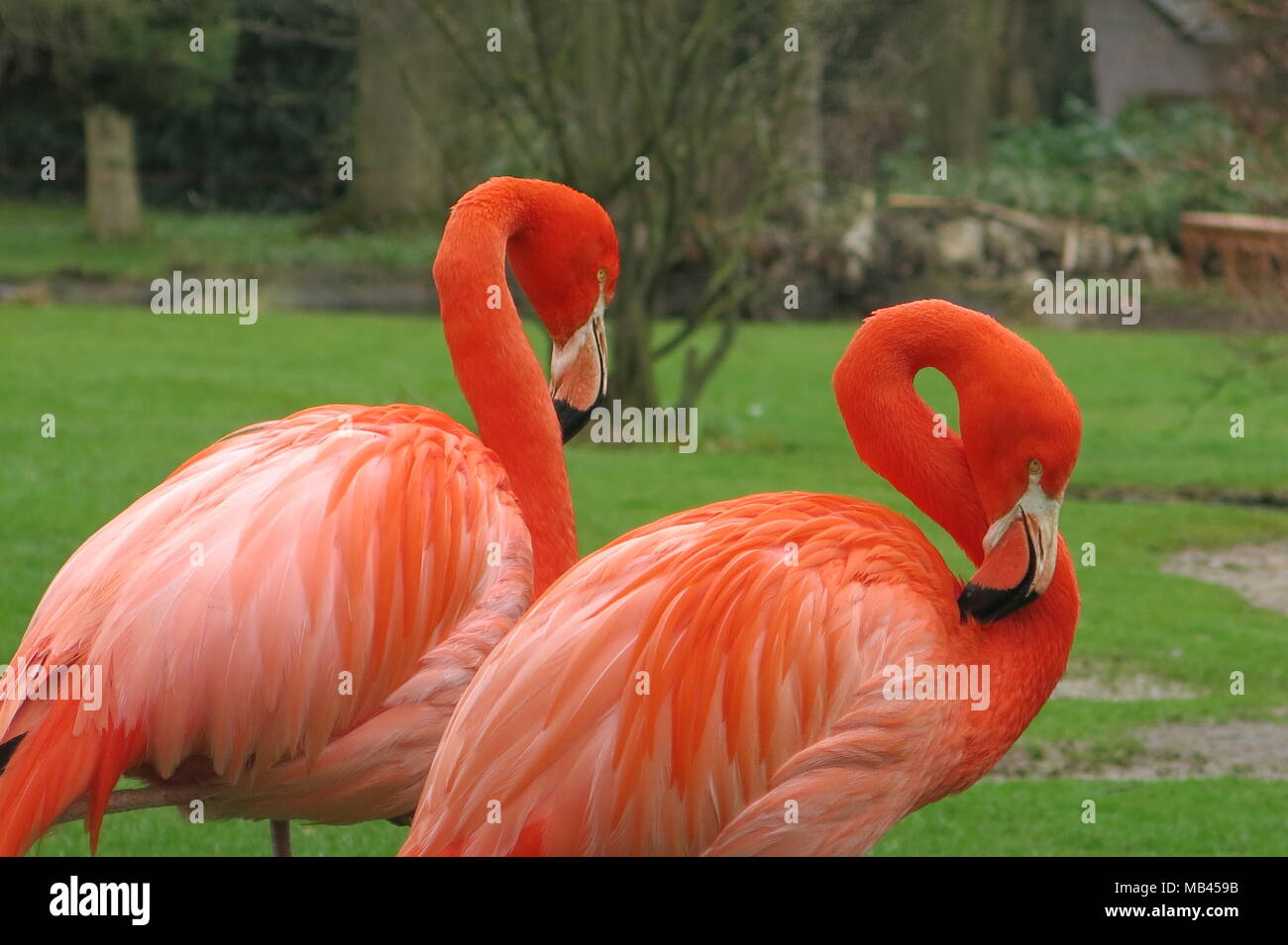 A pair of brightly coloured flamingos, whose orange plumage is very ...