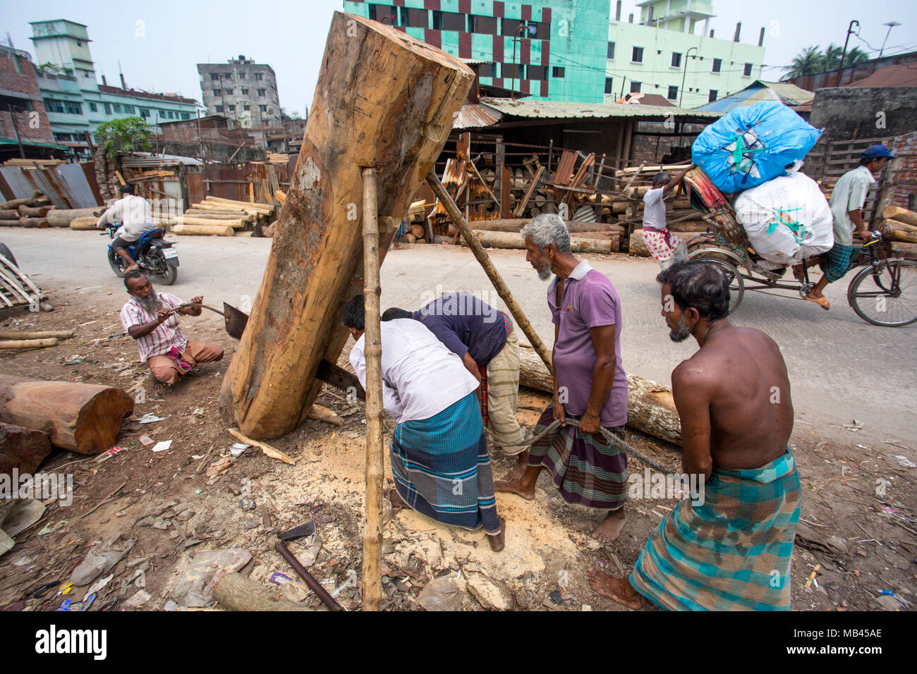 Laborers are use a big Cross-cut saw to cut a large mango tree at ...