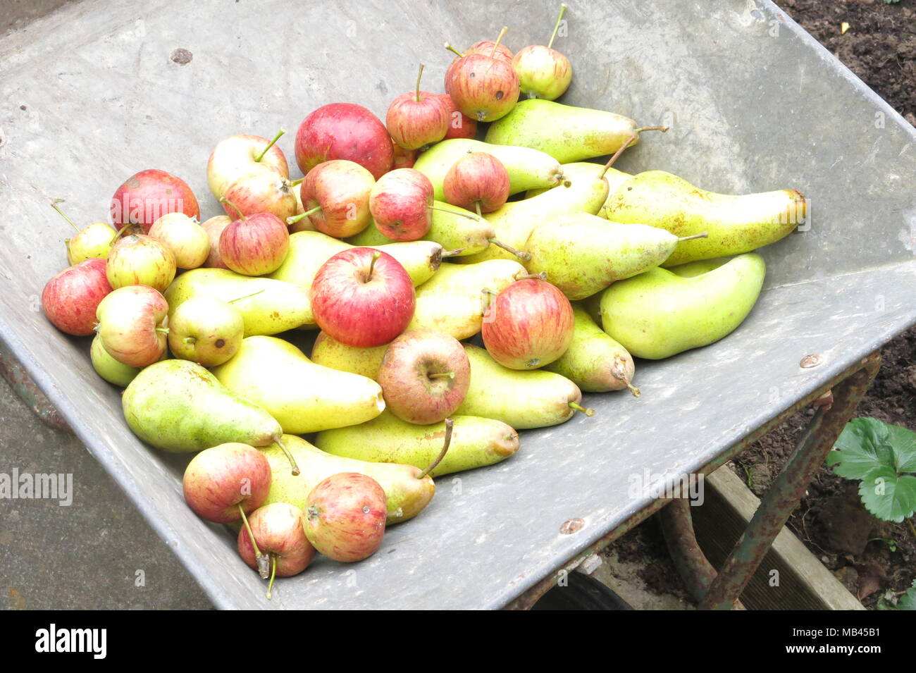 Pear shaped apple hi-res stock photography and images - Alamy