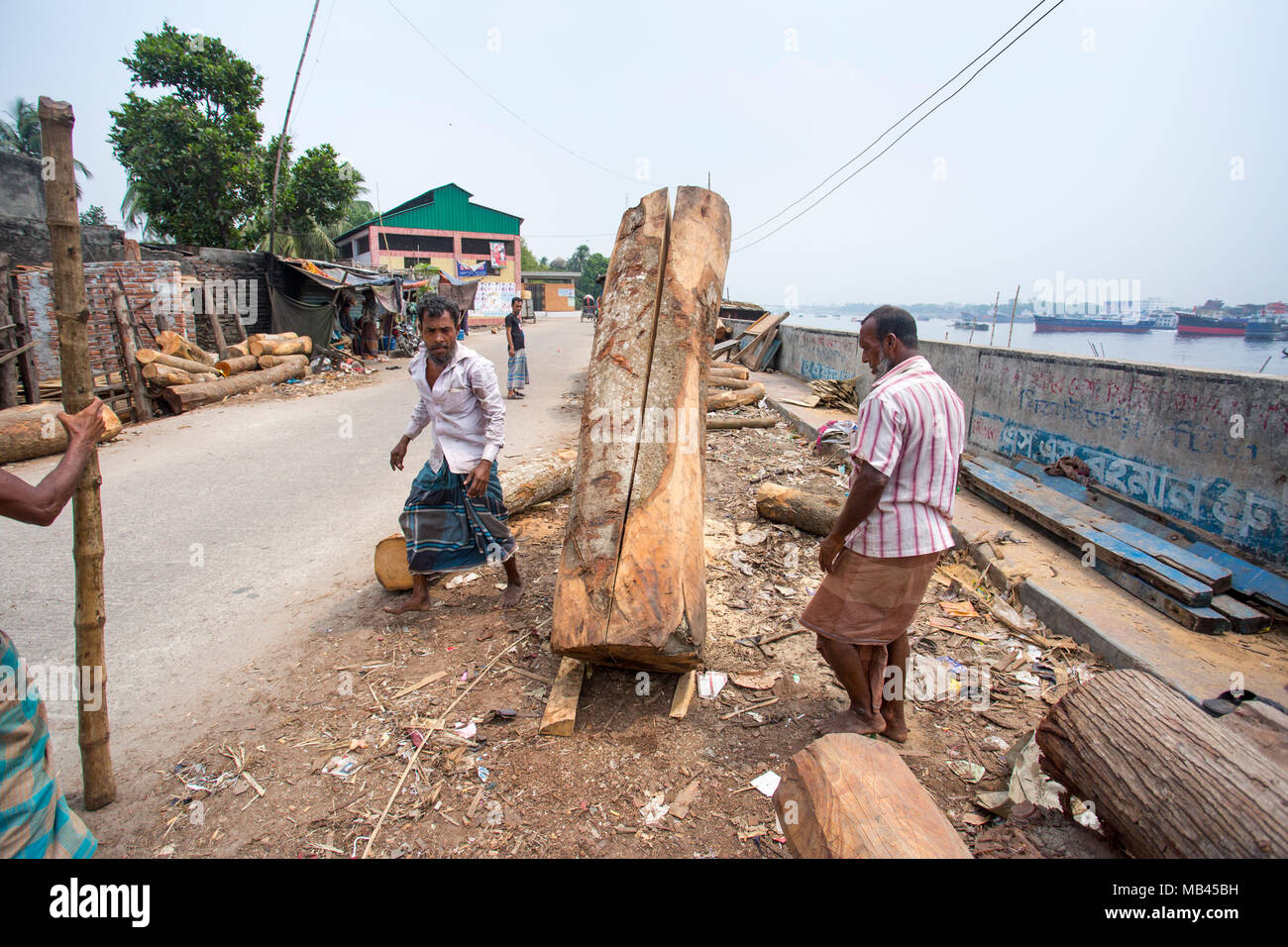 Laborers are use a big Cross-cut saw to cut a large mango tree at ...